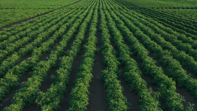 Kula Bio Launches Shelf-Stable Nitrogen-Fixing Products Kula-NSP and ...