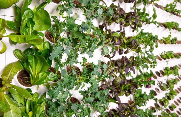 U of T Scarborough Advances Urban Farming with Harvest Wall Technology