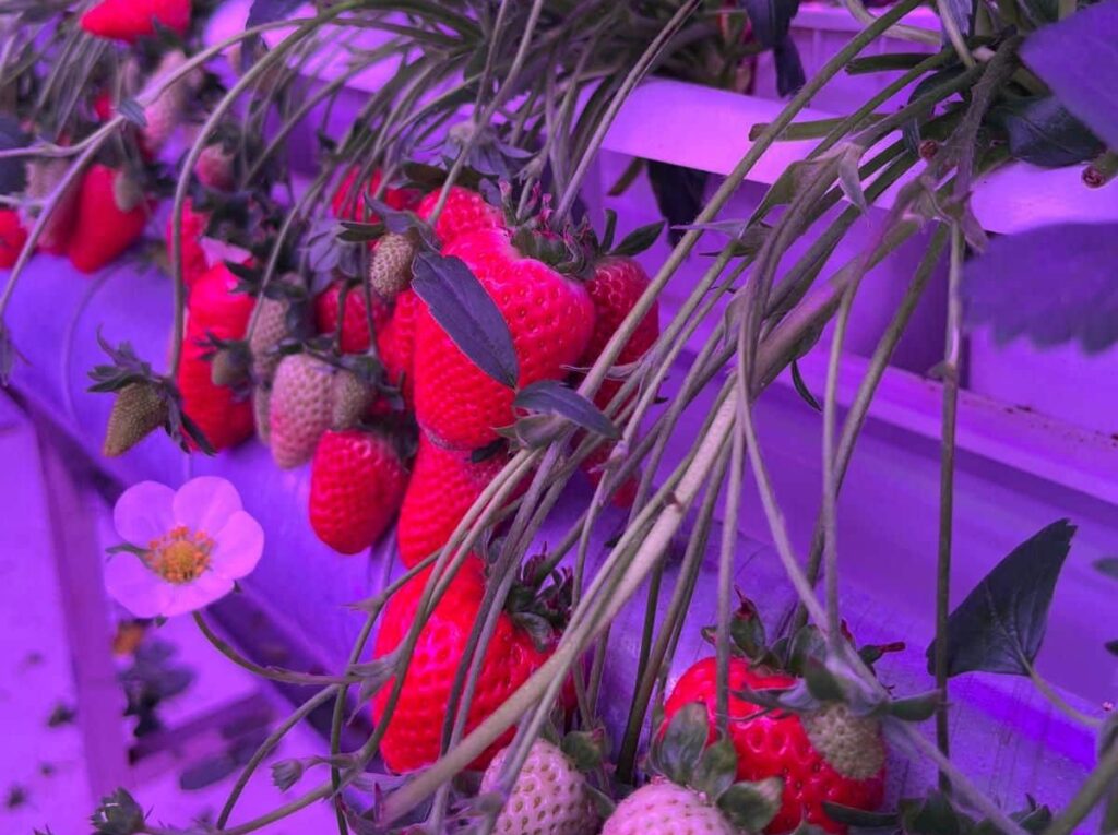 Fragaria Fruits Raises $2M in Seed Funding to Scale High-Tech Berry Farming in India