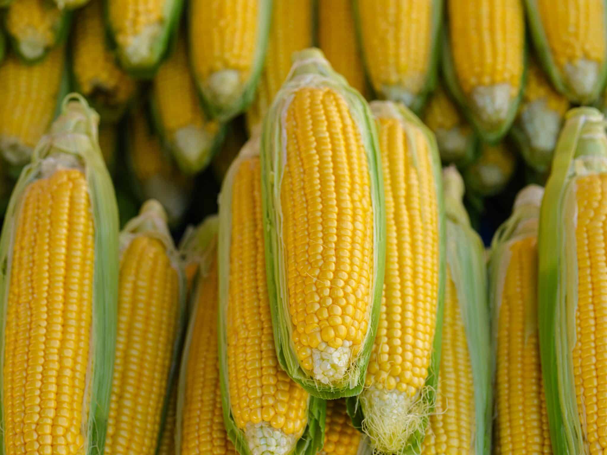 USDA ERS Forecasts Slight Decline in U.S. Net Farm Income for 2026